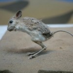 Gerboise ou Gerbille ? – La Gerbille en Folie